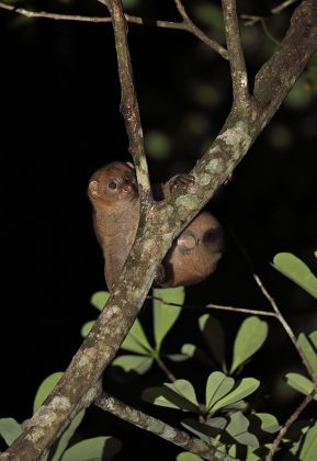 3 Lorisidae Stock Pictures, Editorial Images and Stock Photos ...