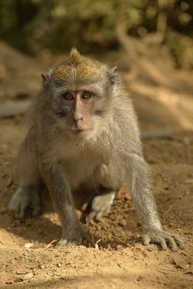Crabeating Macaque Macaca Fascicularis Adult Foraging Editorial Stock ...