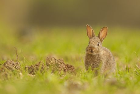 17 Rabbits on field Stock Pictures, Editorial Images and Stock Photos ...