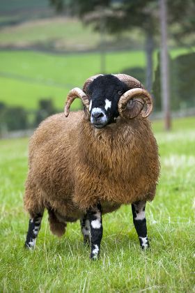 Domestic Sheep Dalesbred Ram Standing Pasture Editorial Stock Photo ...