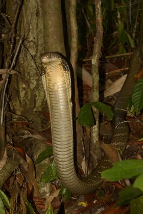 King Cobra Ophiophagus Hannah Adult Rearing Editorial Stock Photo ...