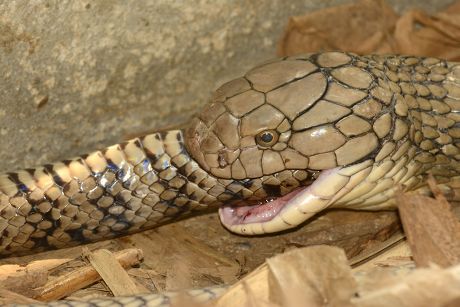 King Cobra Ophiophagus Hannah Adult Closeup Editorial Stock Photo ...