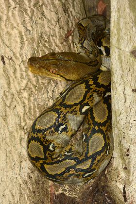 Reticulated Python Python Reticulatus Adult Coiled Editorial Stock ...