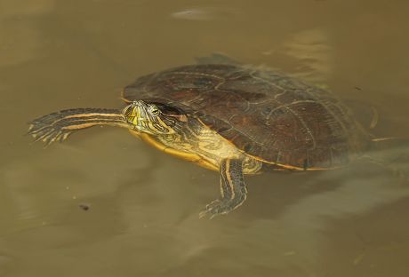 62 Turtle race Stock Pictures, Editorial Images and Stock Photos ...