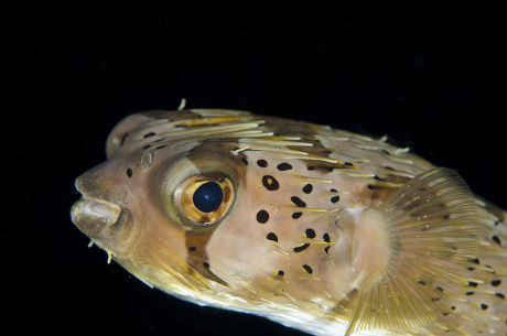 7 Balloonfishes Stock Pictures, Editorial Images and Stock Photos ...