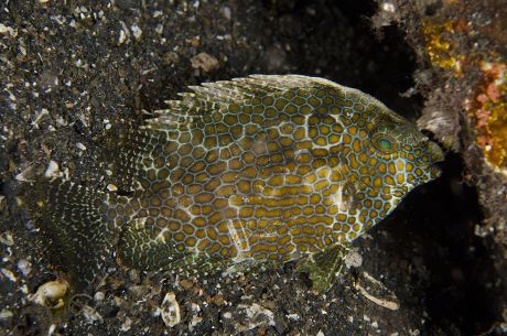 Goldspotted Rabbitfish Siganus Punctatus Adult Night Editorial Stock ...
