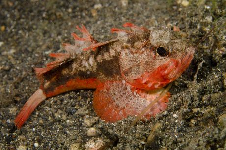 4 Tetrarogidae Stock Pictures, Editorial Images and Stock Photos ...
