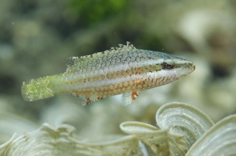 3 Cheek lined wrasse Stock Pictures, Editorial Images and Stock Photos ...