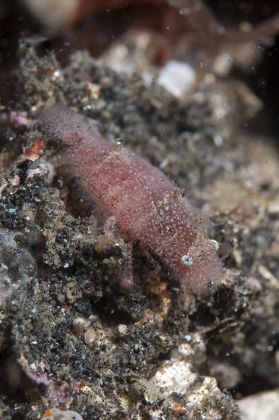 Cryptic Sponge Shrimp Gelastocaris Paronae Adult Editorial Stock Photo ...