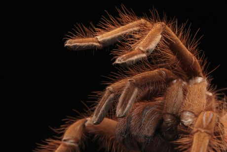 Pinkfoot Goliath Birdeater Theraphosa Apophysis Adult Editorial Stock ...