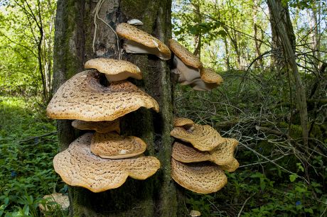 58 Saddle tree Stock Pictures, Editorial Images and Stock Photos ...