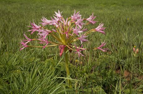 250 Bulbous plants Stock Pictures, Editorial Images and Stock Photos ...