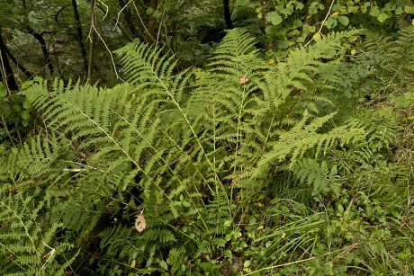 Hayscented Buckler Fern Dryopteris Aemula Fronds Editorial Stock Photo ...