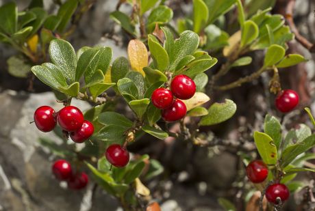 6 Alpine bearberries Stock Pictures, Editorial Images and Stock Photos ...