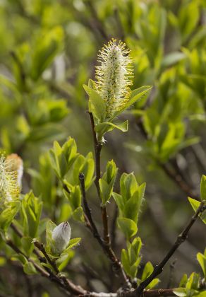 Alpine Willow Salix Hegetschweileri Flowering Dolomites Editorial Stock ...