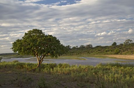 View River Cape Fig Ficus Sur Editorial Stock Photo - Stock Image ...