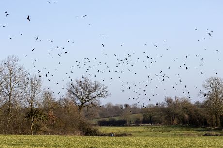 40 Rooks farm Stock Pictures, Editorial Images and Stock Photos ...