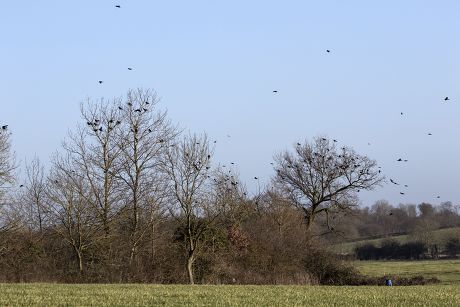 40 Rooks farm Stock Pictures, Editorial Images and Stock Photos ...