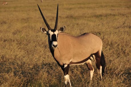 Gemsbok Eating Grass Central Kalahari Game Editorial Stock Photo ...