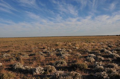 Central Kalahari Game Reserve Ckgr Central Editorial Stock Photo ...