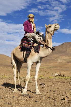 Tuareg Targi Man Sitting On Camel Editorial Stock Photo - Stock Image ...