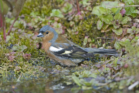 32 Common chaffinches Stock Pictures, Editorial Images and Stock Photos ...