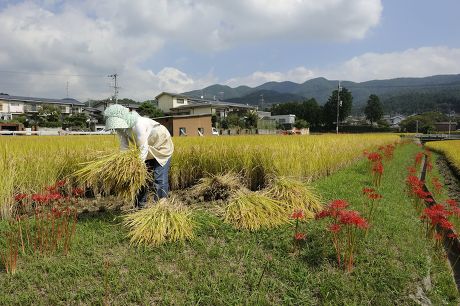 62 Japanese laborer Stock Pictures, Editorial Images and Stock Photos ...