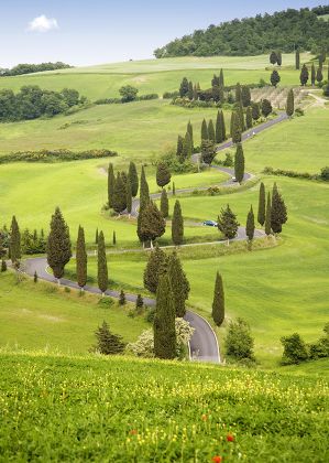 Cypress Trees Tuscany Italy Europe Editorial Stock Photo - Stock Image ...