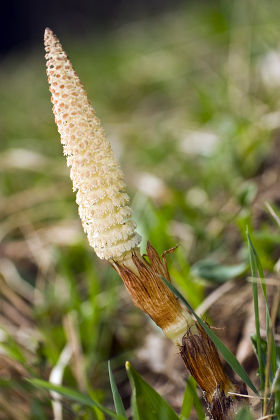 Great Horsetail Giant Horsetail River Horsetail Editorial Stock Photo ...