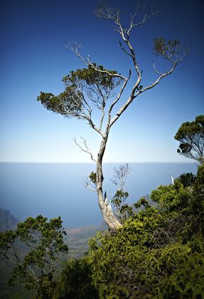 Tree Kokee State Park Kauai Hawaii Editorial Stock Photo - Stock Image ...