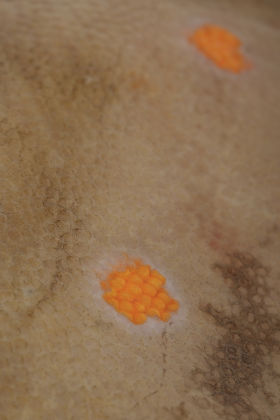 European Plaice Pleuronectes Platessa Detailed View Editorial Stock ...