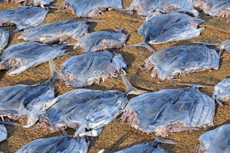 45 Processing dried fish Stock Pictures, Editorial Images and Stock ...