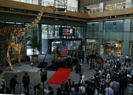 Turiasaurus Skeleton Displayed Preview Upcoming Megadinosaur Editorial ...