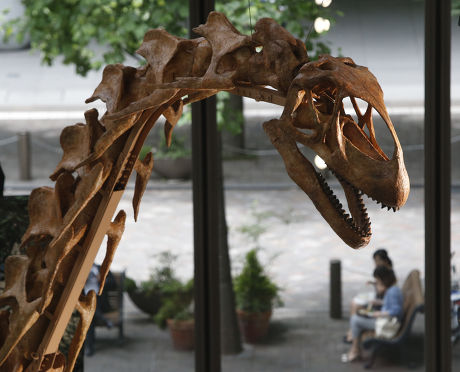 Turiasaurus Skeleton Displayed Preview Upcoming Megadinosaur Editorial ...