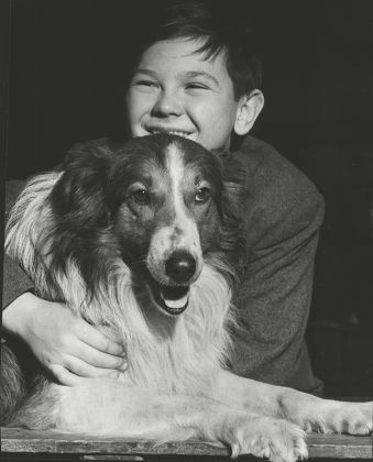 Geoffrey Heynes Young Actor Border Collie Editorial Stock Photo - Stock ...