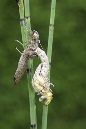 Southern Hawker Blue Darner Aeshna Cyanea Editorial Stock Photo - Stock ...