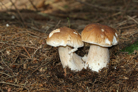 90 Ceps Stock Pictures, Editorial Images and Stock Photos | Shutterstock