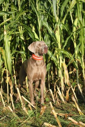 47 Corn dogs Stock Pictures, Editorial Images and Stock Photos ...