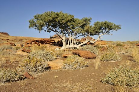 Witgatboom Matoppie Shepherds Tree Boscia Albitrunca Editorial Stock ...