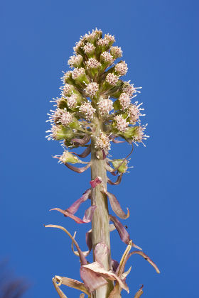 Purple Butterbur Butterbur Pestilence Wort Butterburr Editorial Stock ...