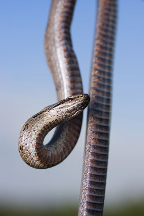 38 Coronella Stock Pictures, Editorial Images and Stock Photos ...