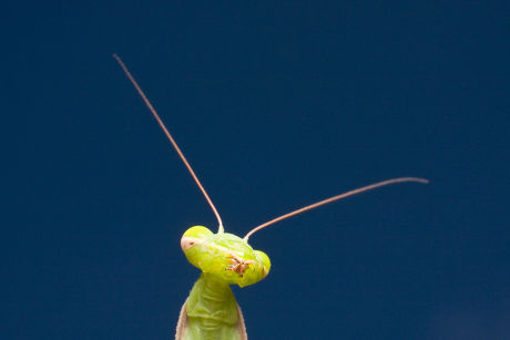 Religious Mantis European Mantid Mantis Religiosa Editorial Stock Photo ...