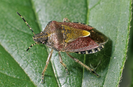 3 Berry bug Stock Pictures, Editorial Images and Stock Photos ...