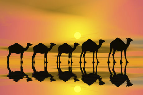 250 Camel caravans Stock Pictures, Editorial Images and Stock Photos ...