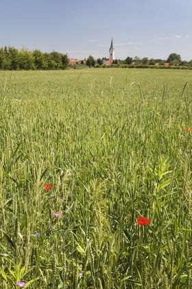 Eriskircher Ried Marshland Village Eriskirch Back Editorial Stock Photo ...