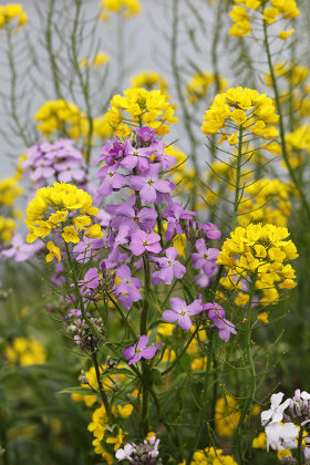 Dames Rocket Damask Violet Night Scented Editorial Stock Photo - Stock ...