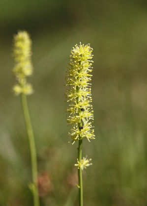 Tofields Asphodel Tofieldia Calyculata Upper Bavaria Editorial Stock ...