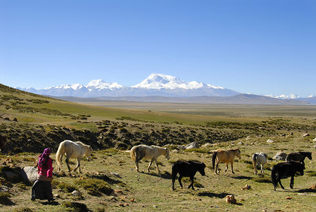 Tibetan Nomads Shepherdess Driving Horses Across Editorial Stock Photo ...