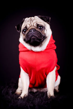 Pug Wearing Clothing Editorial Stock Photo - Stock Image | Shutterstock