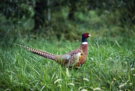 1 Phasianinae Stock Pictures, Editorial Images and Stock Photos ...